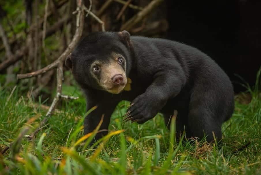 Visitor numbers to Chester Zoo hit record high | Chester.com