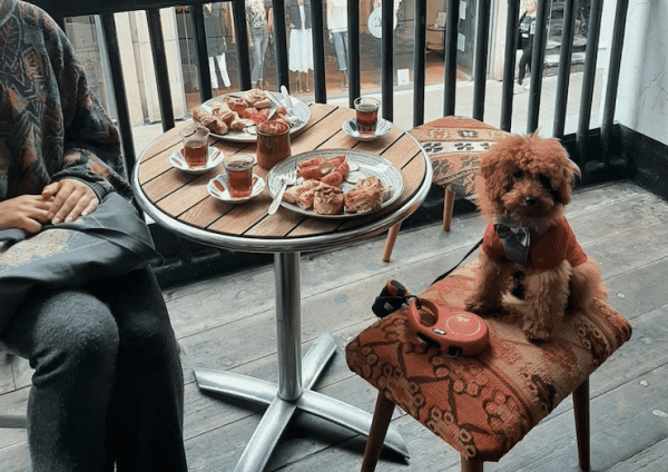 Dog Friendly Cafes & Restaurants in Chester | Chester.com